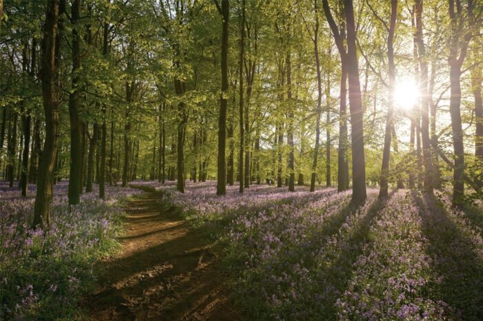 Eco-friendly funerals - Hook Funeral Service